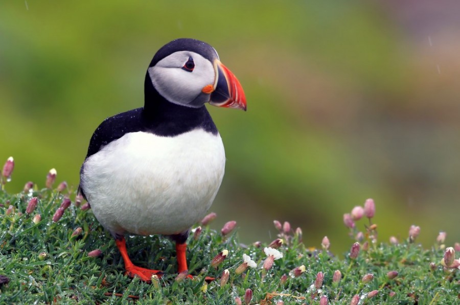 Travel ツ: Top 10 de las aves más bellas del mundo